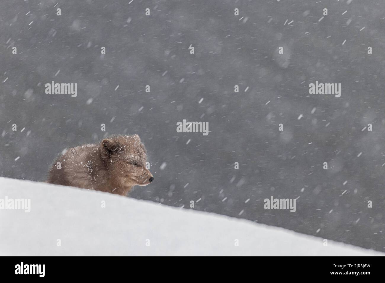 A cute little arctic fox squinting in the snow Stock Photo - Alamy