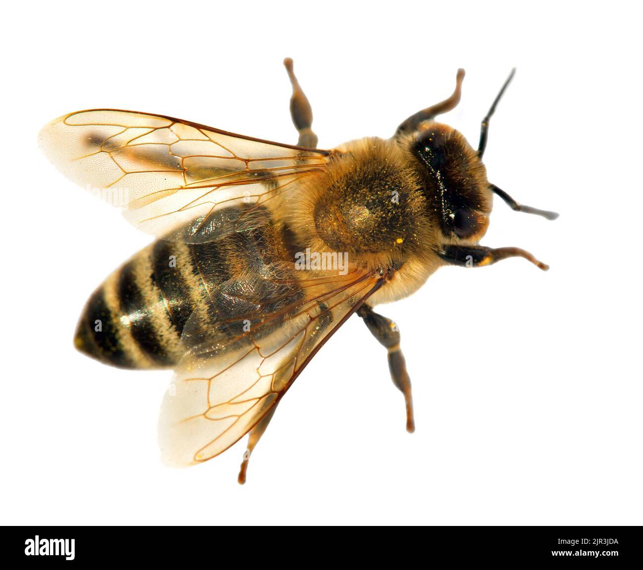 detail of bee or honeybee in Latin Apis Mellifera, european or western ...