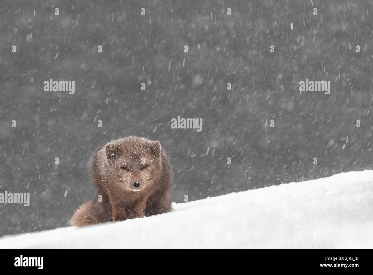 A cute little grey arctic fox laying in the snow while squinting under ...