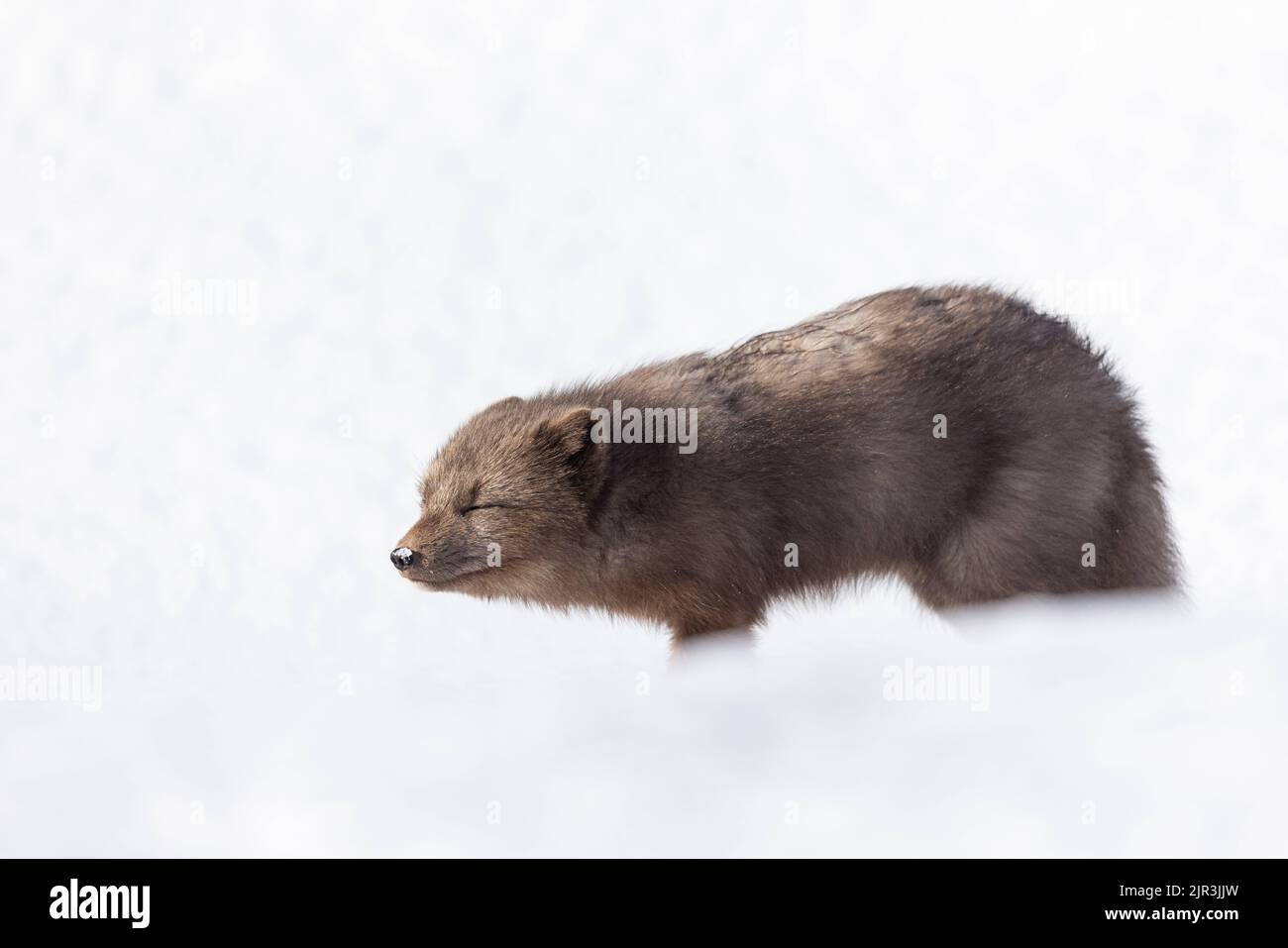Animal squinting in the sun hi-res stock photography and images - Alamy