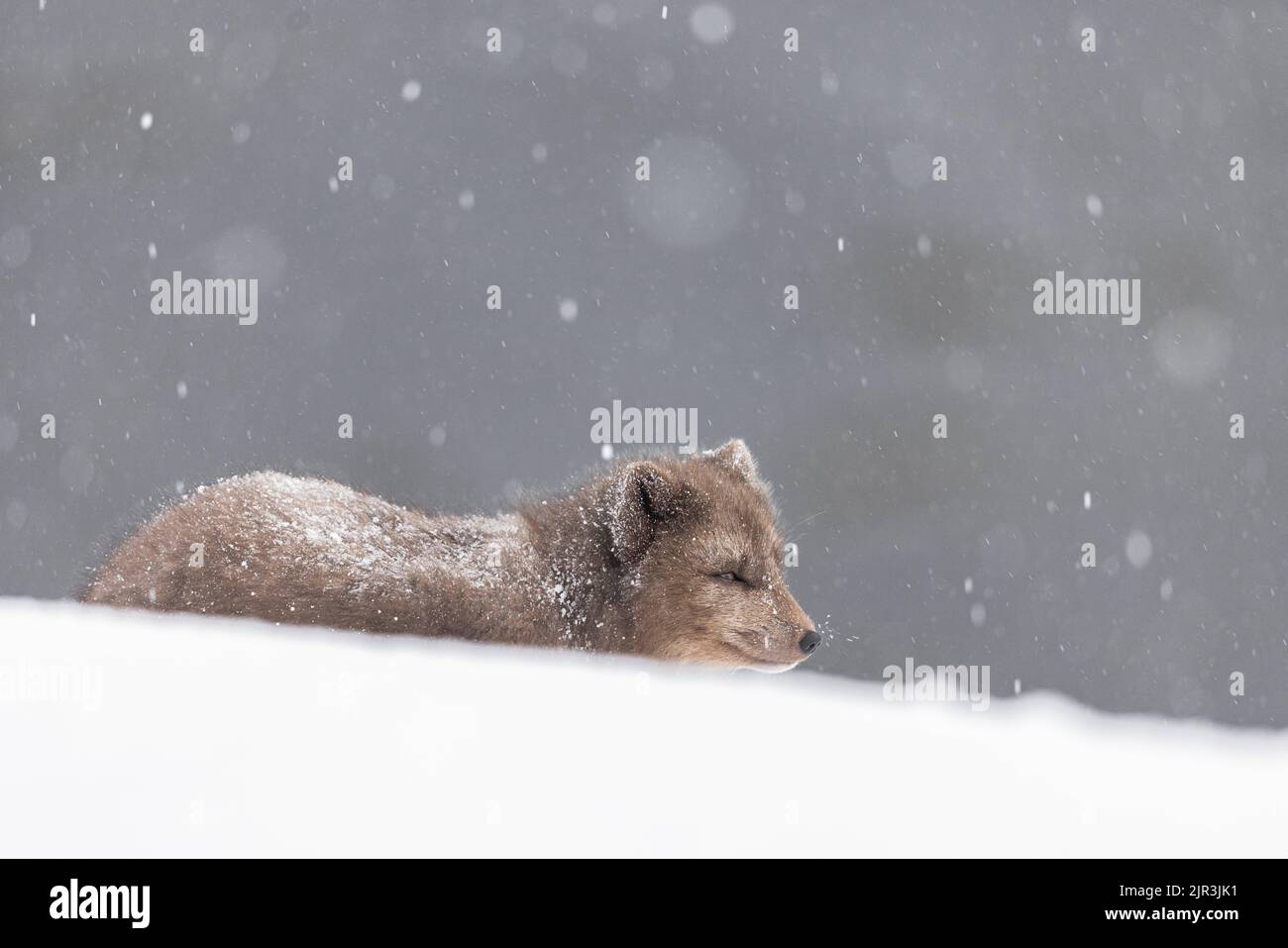 A cute little grey arctic fox laying in the snow while squinting under ...