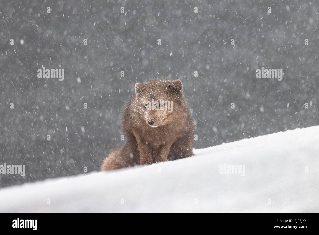 A cute little grey arctic fox laying in the snow while squinting under ...