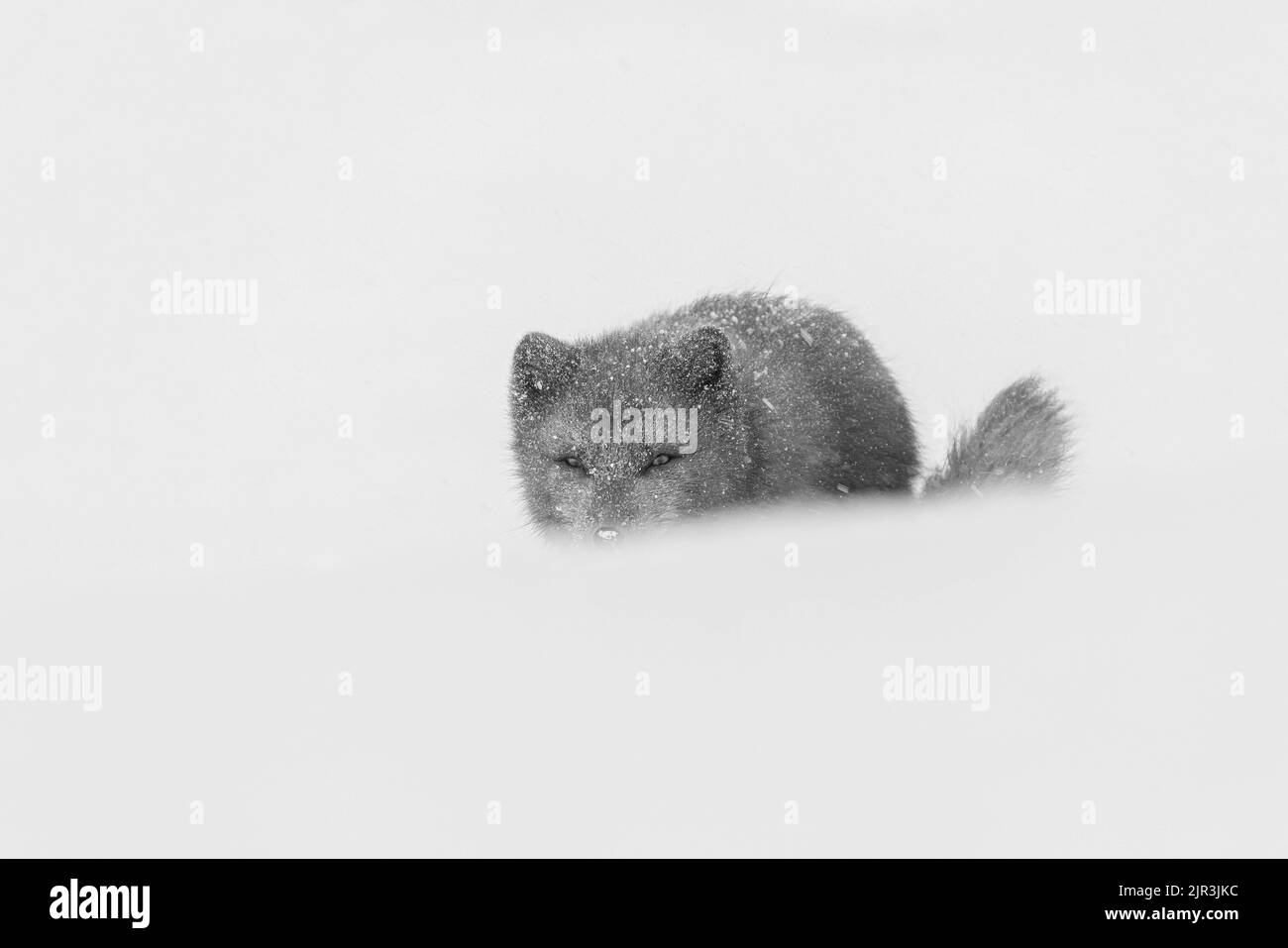 A cute little grey arctic fox laying in the snow while squinting under ...