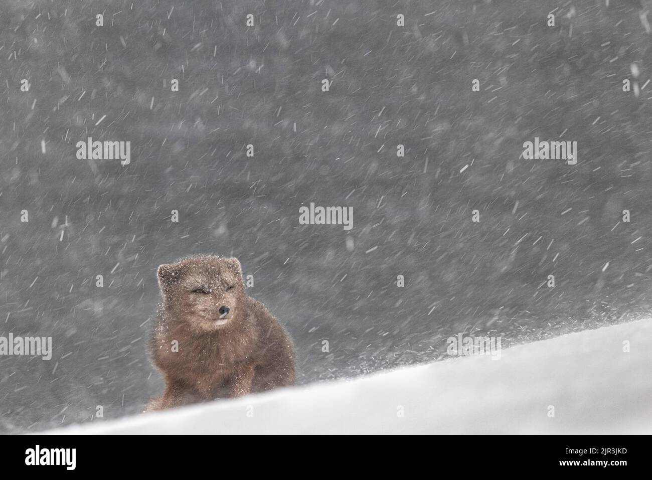 A cute little grey arctic fox laying in the snow while squinting under ...
