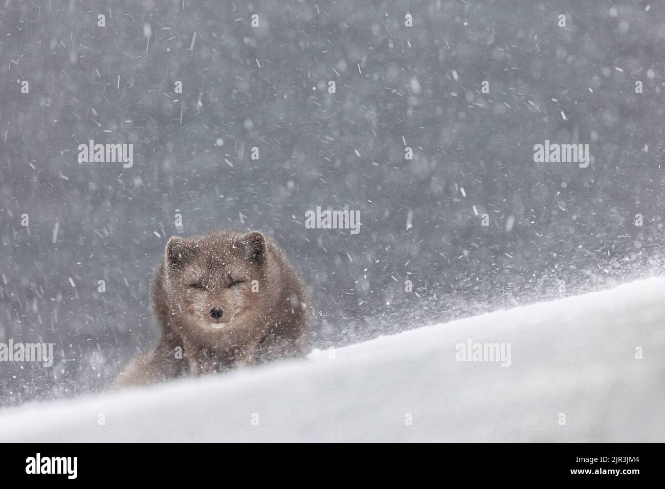 A cute little grey arctic fox laying in the snow while squinting under ...