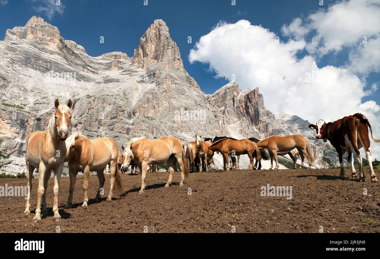 Dolomiti cow hi-res stock photography and images - Alamy