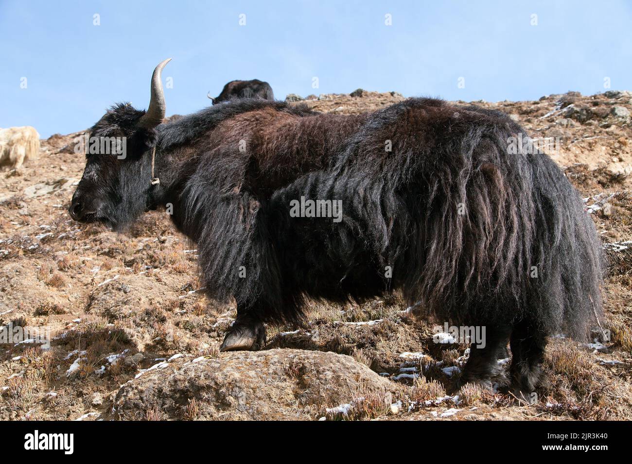 Black yak on way hi-res stock photography and images - Alamy