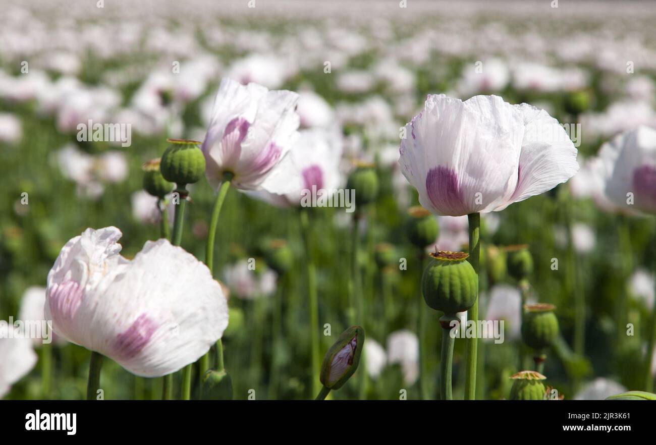 field of flowering opium poppy papaver somniferum Stock Photo - Alamy