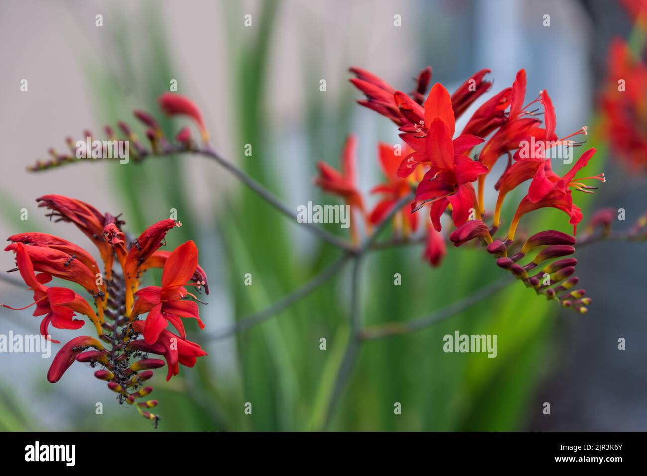 Red Flowering Garden Montbretia - Tuberous And Summer Flower, Iris ...