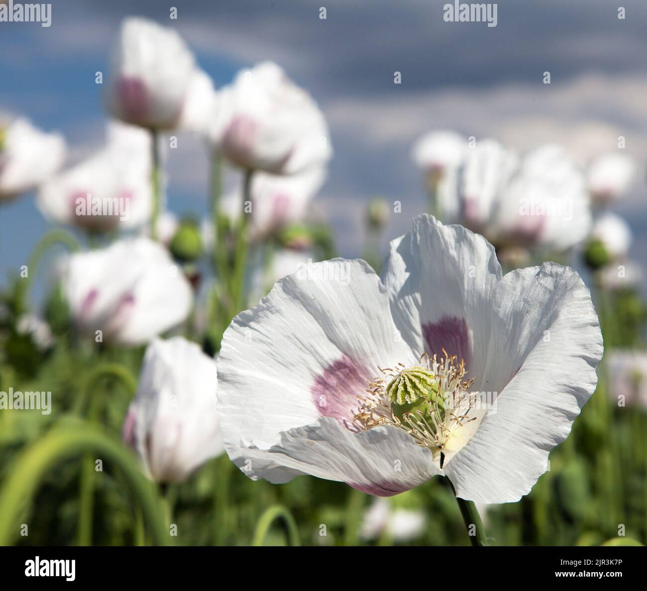 field of flowering opium poppy papaver somniferum Stock Photo - Alamy