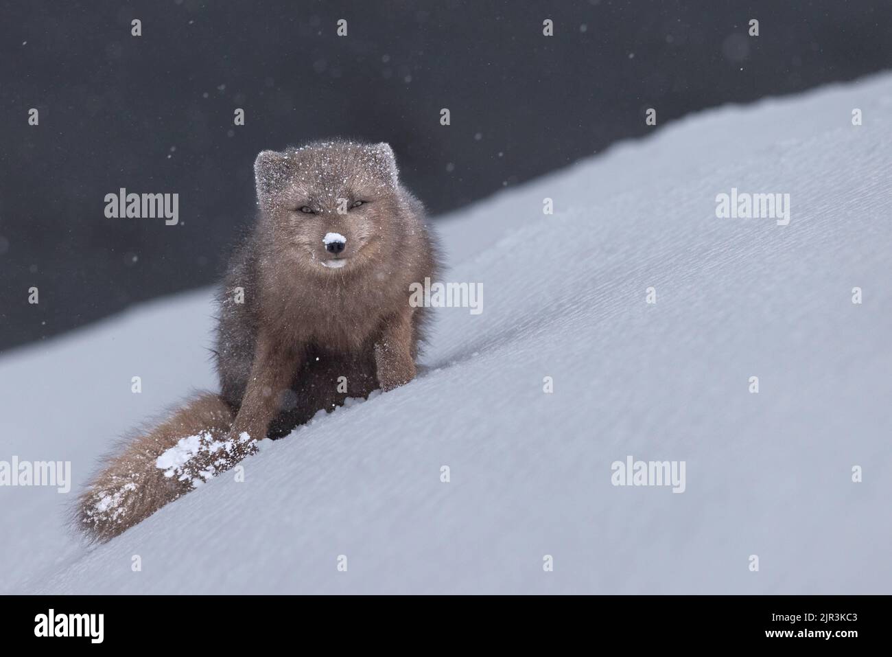 A closeup portrait of a fluffy arctic fox in the snow Stock Photo - Alamy