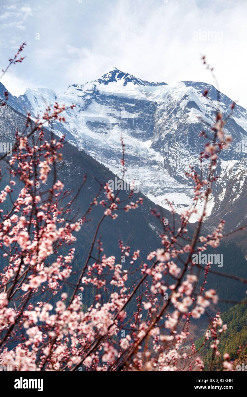Front summit of Annapurna II 2 from Upper Pisang village with flowering ...