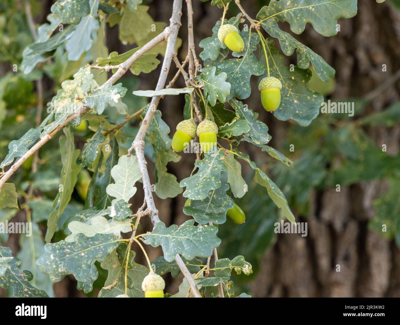 Acorn oak tree hi-res stock photography and images - Alamy