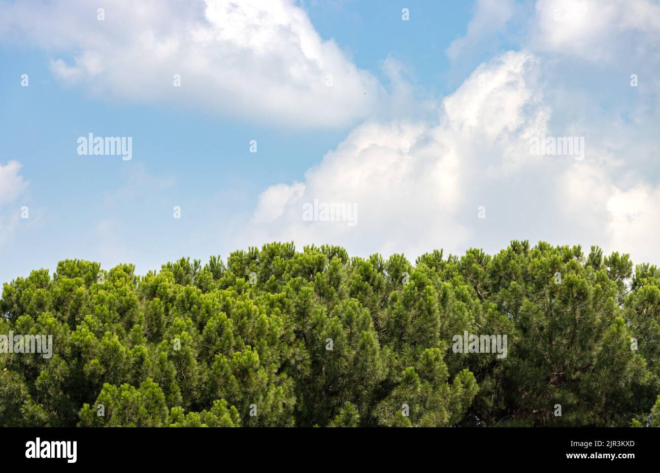 Trees and blue cloudy sky background, sunny summer time Stock Photo - Alamy