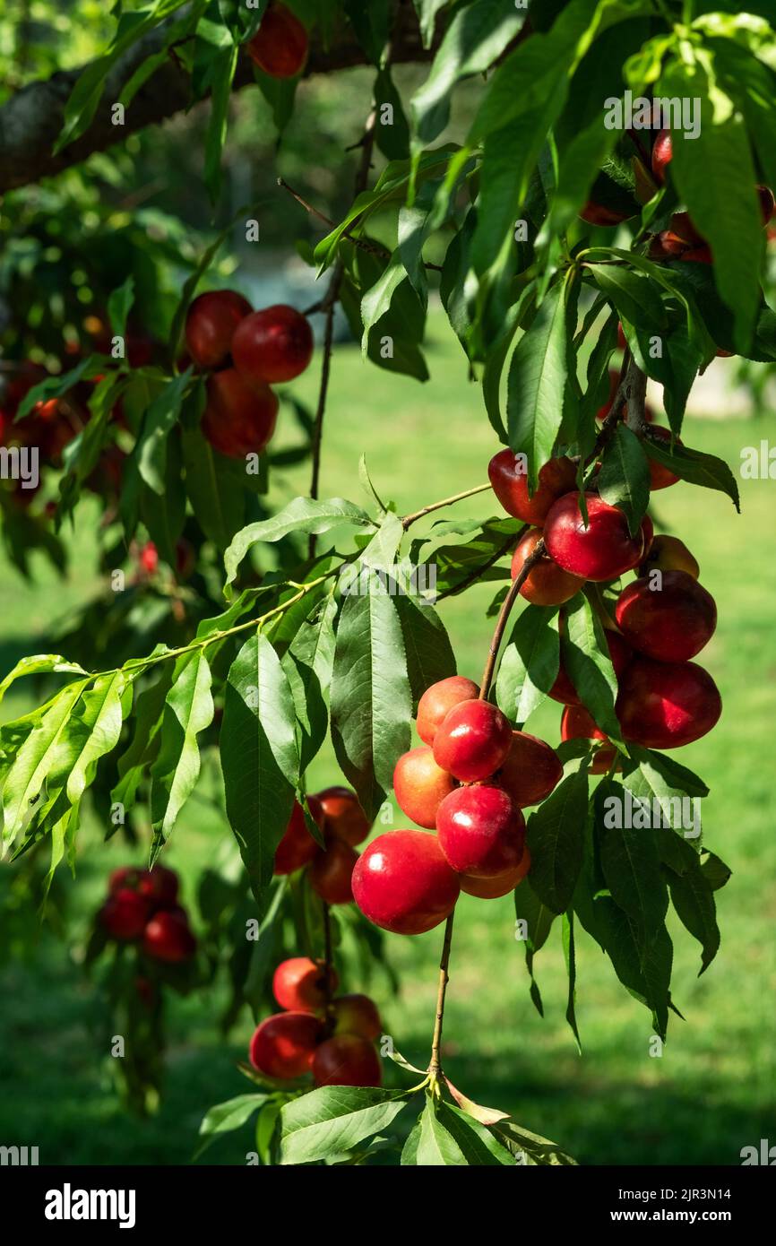 Beautiful close up with red fruits of ripe nectarines on the tree Stock ...