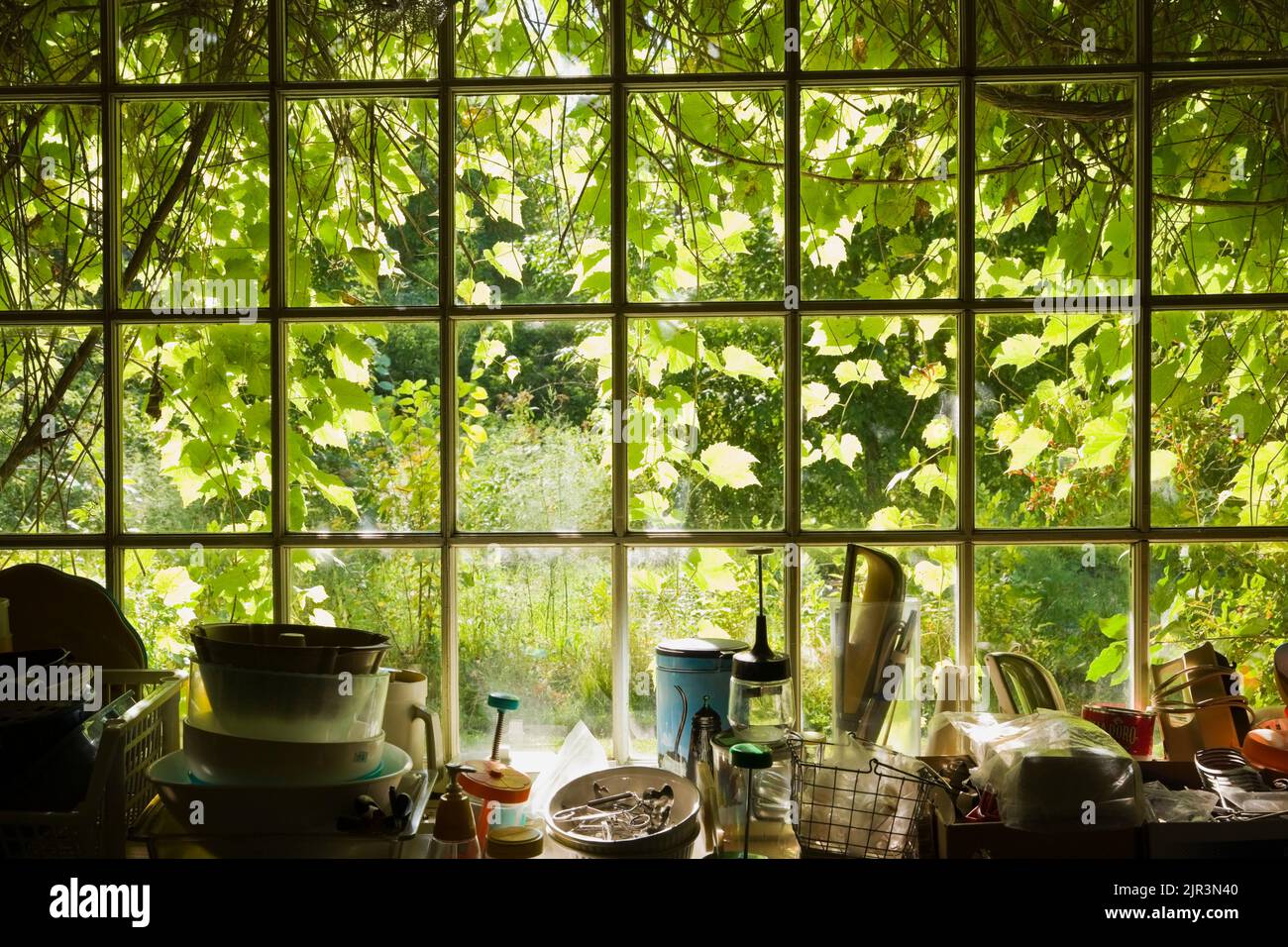 View of vines through large glass pane window in antique shop Stock ...