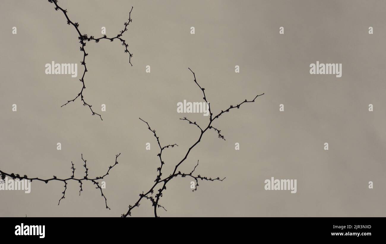 Speading tree branches hi-res stock photography and images - Alamy