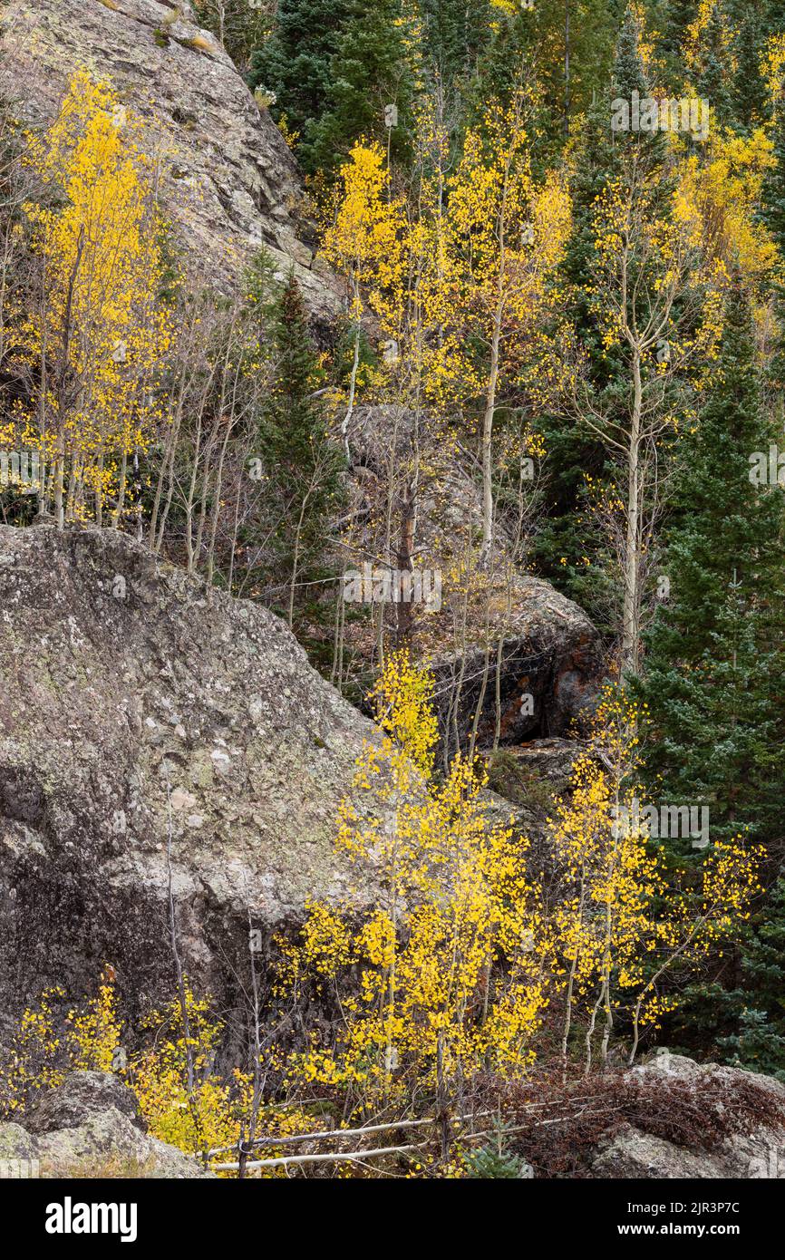 Quaking aspen and rocks in autumn, Uncompahgre National Forest ...