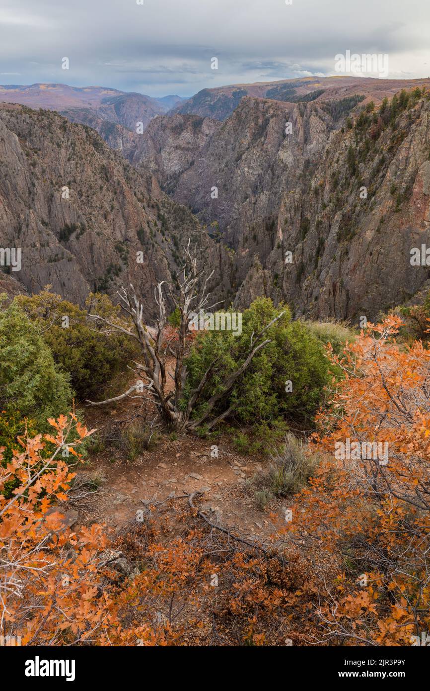 Colorful autumn foliage at Tomichi Point Overlook, Black Canyon of the ...