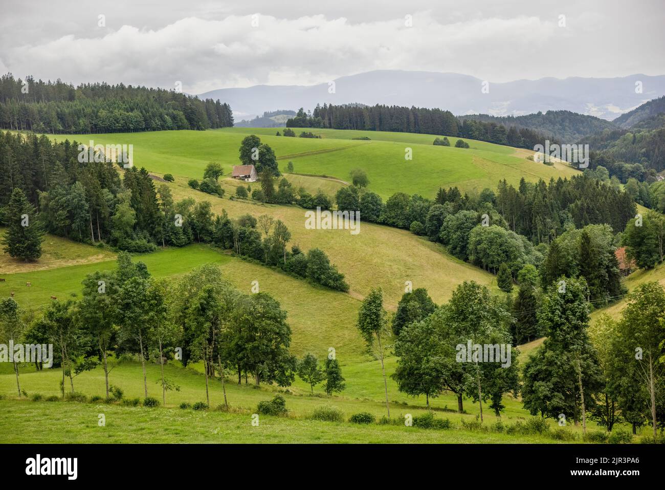 Rolling hills of the Black Forest (Schwarzwald), Sankt Peter, Germany ...
