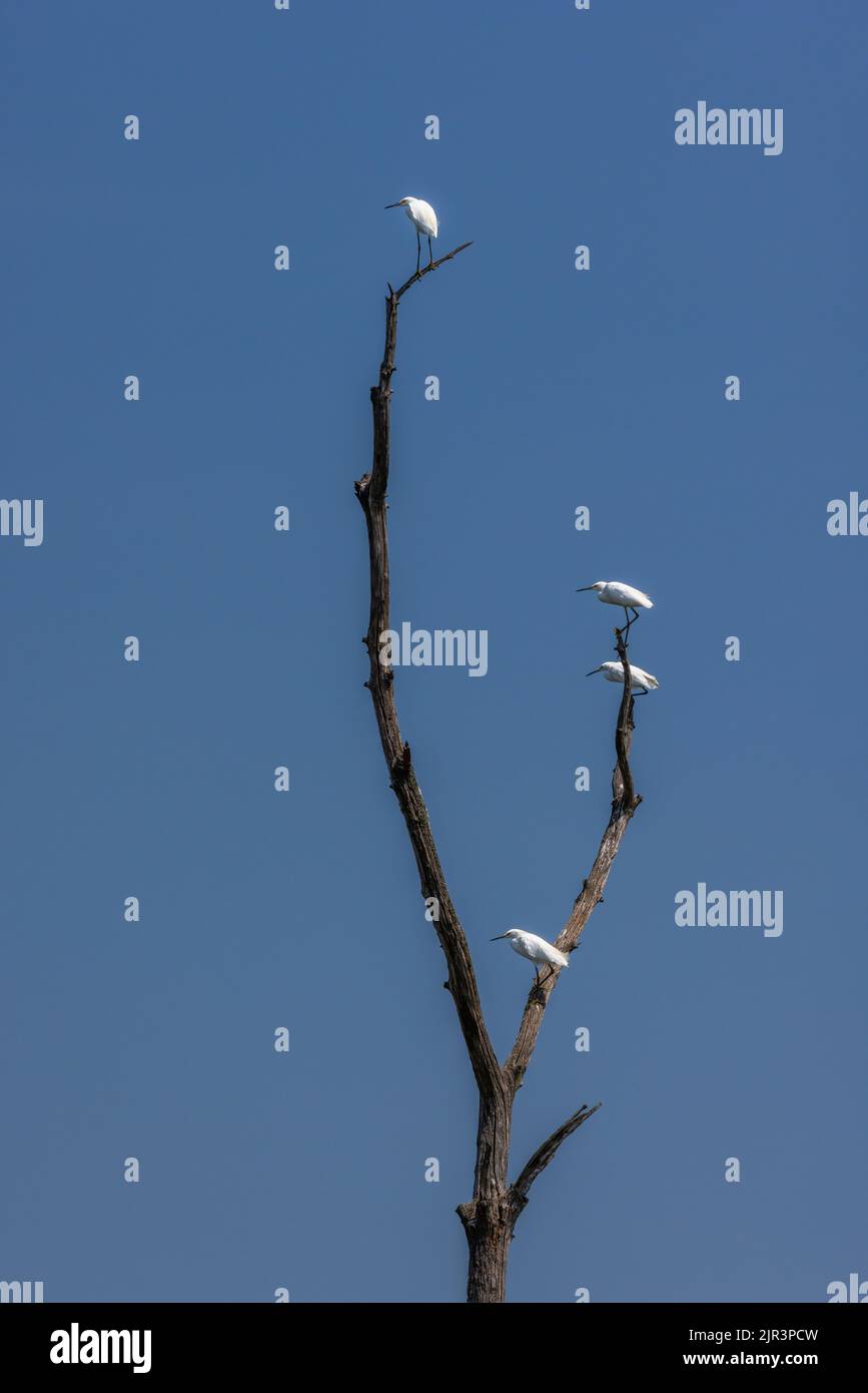 Snowy egrets on tree branches, Bombay Hook National Wildlife Refuge ...