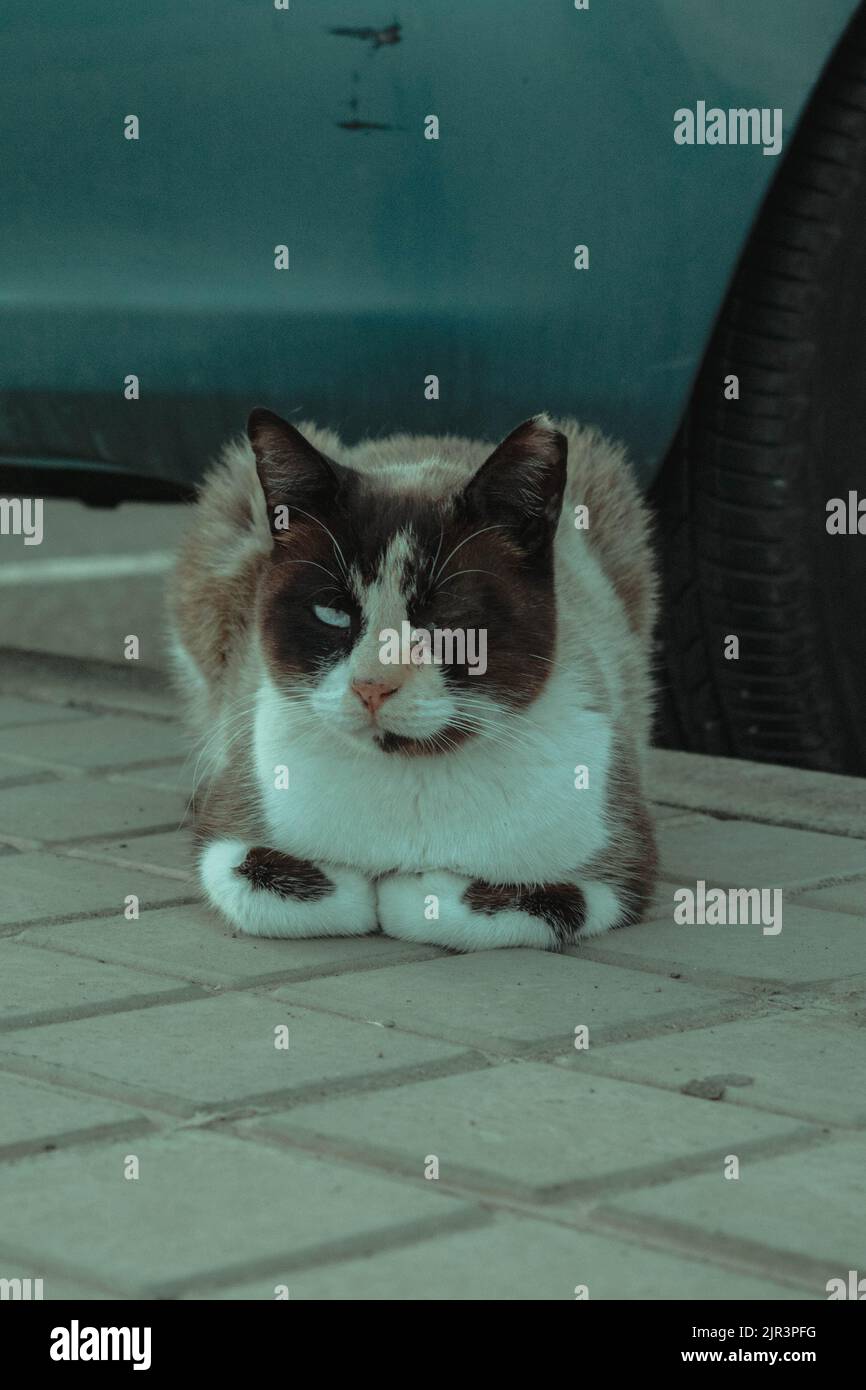 Cute blind cat Stock Photo - Alamy
