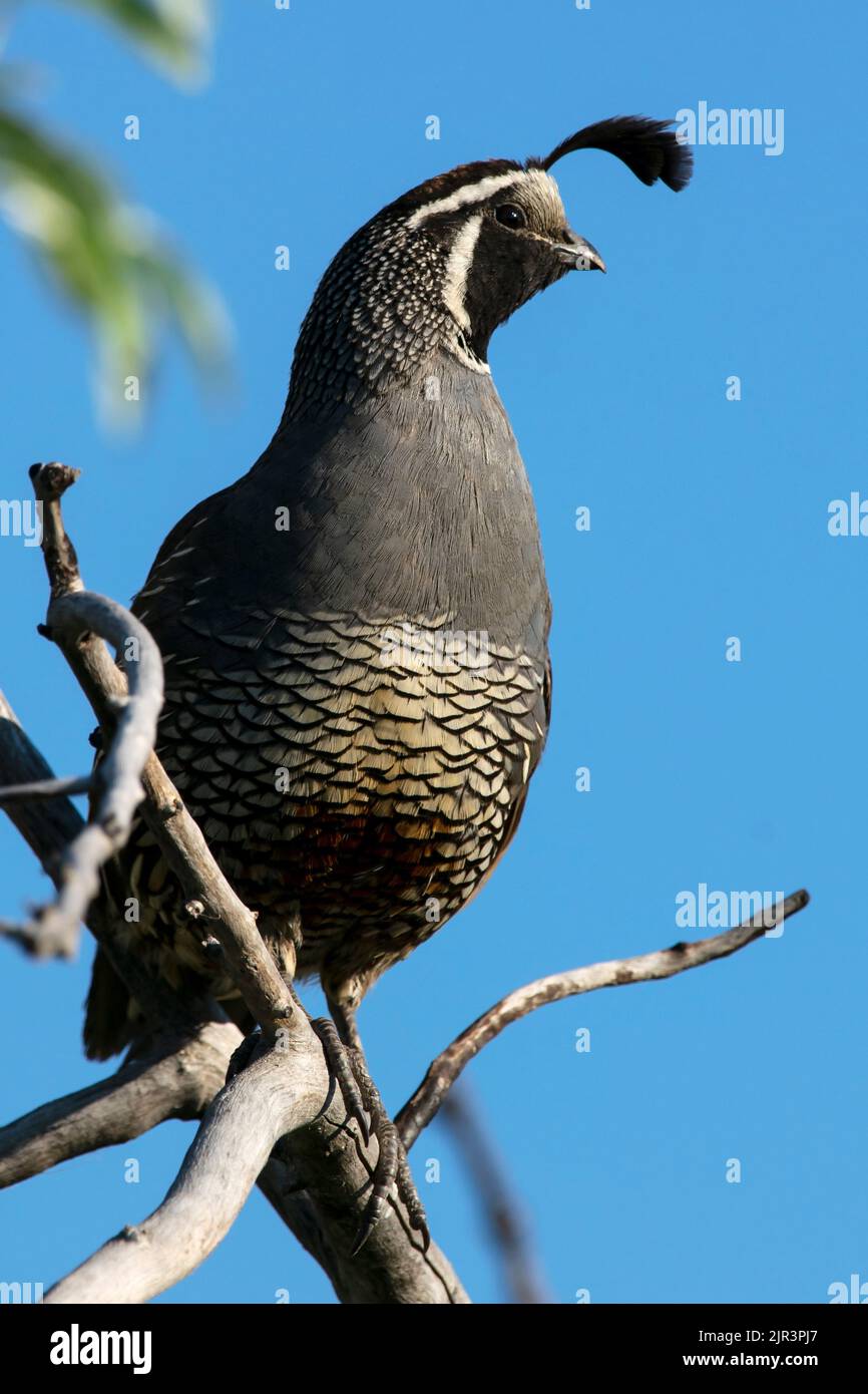 This California Quail is facing the morning sun in Eagle Idaho USA in ...
