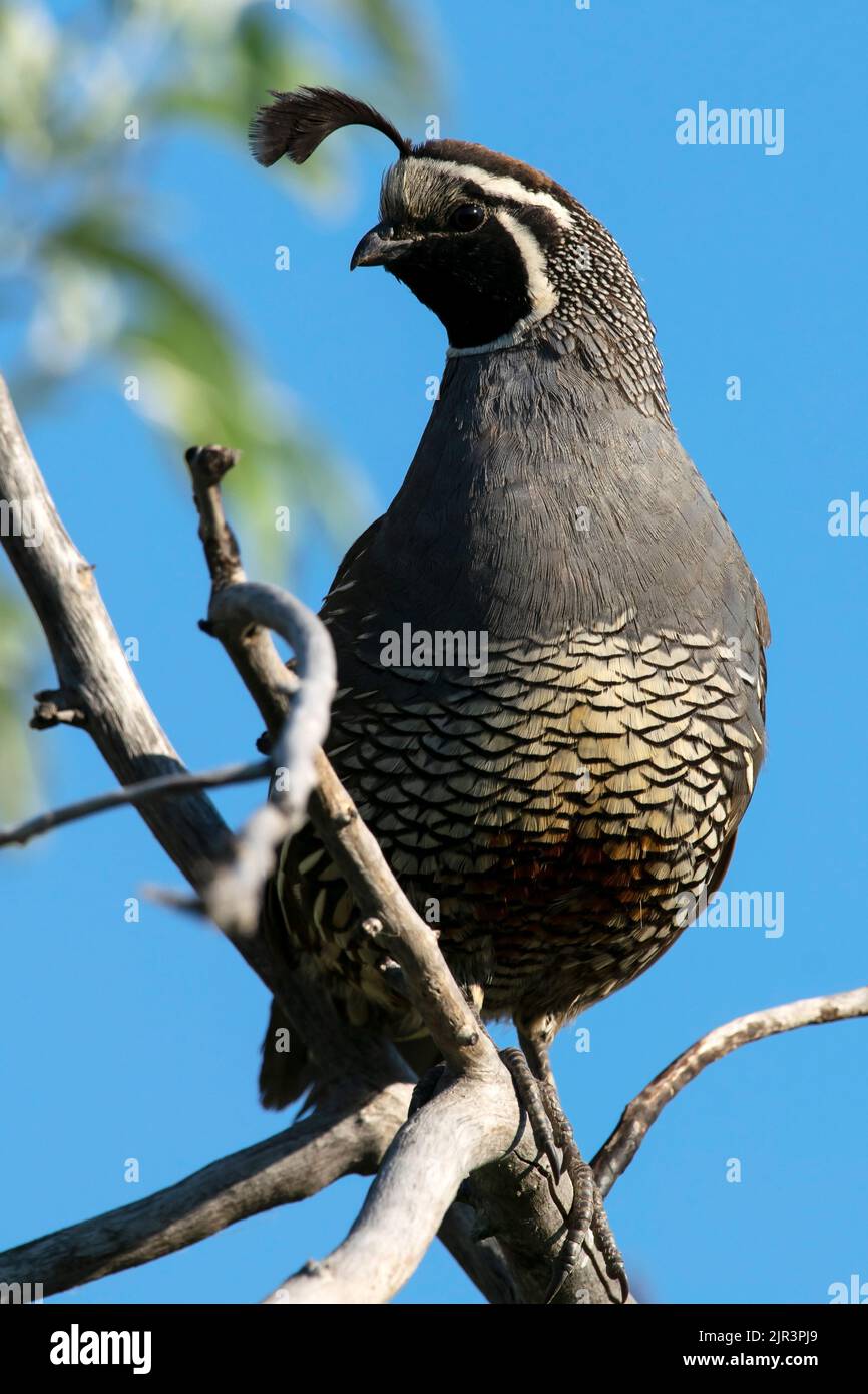 This vertical view shows a California Quail in the morning sun in Eagle ...
