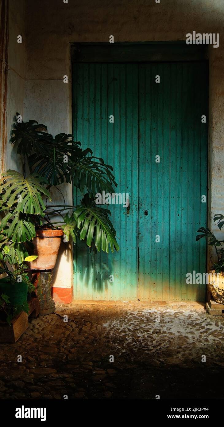 old typical vintage wooden door, monstera deliciosa, Ceriman, shadows ...