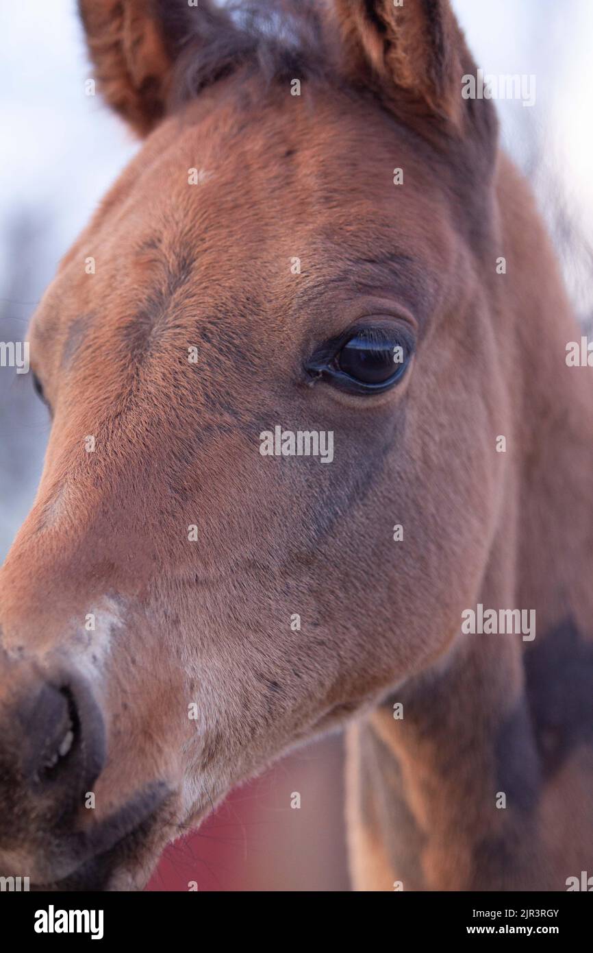 Horsestar hi-res stock photography and images - Alamy