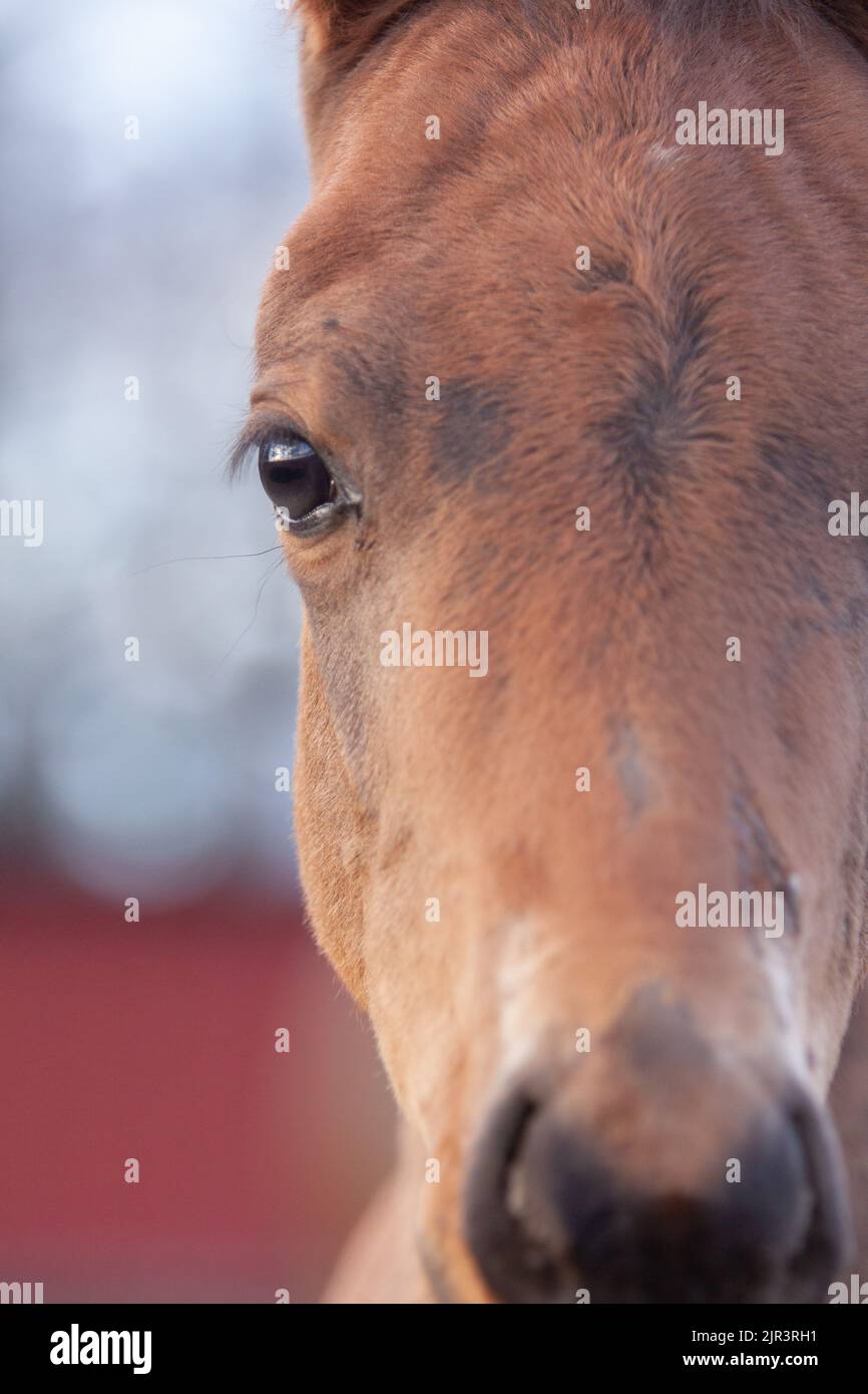 Horsestar hi-res stock photography and images - Alamy