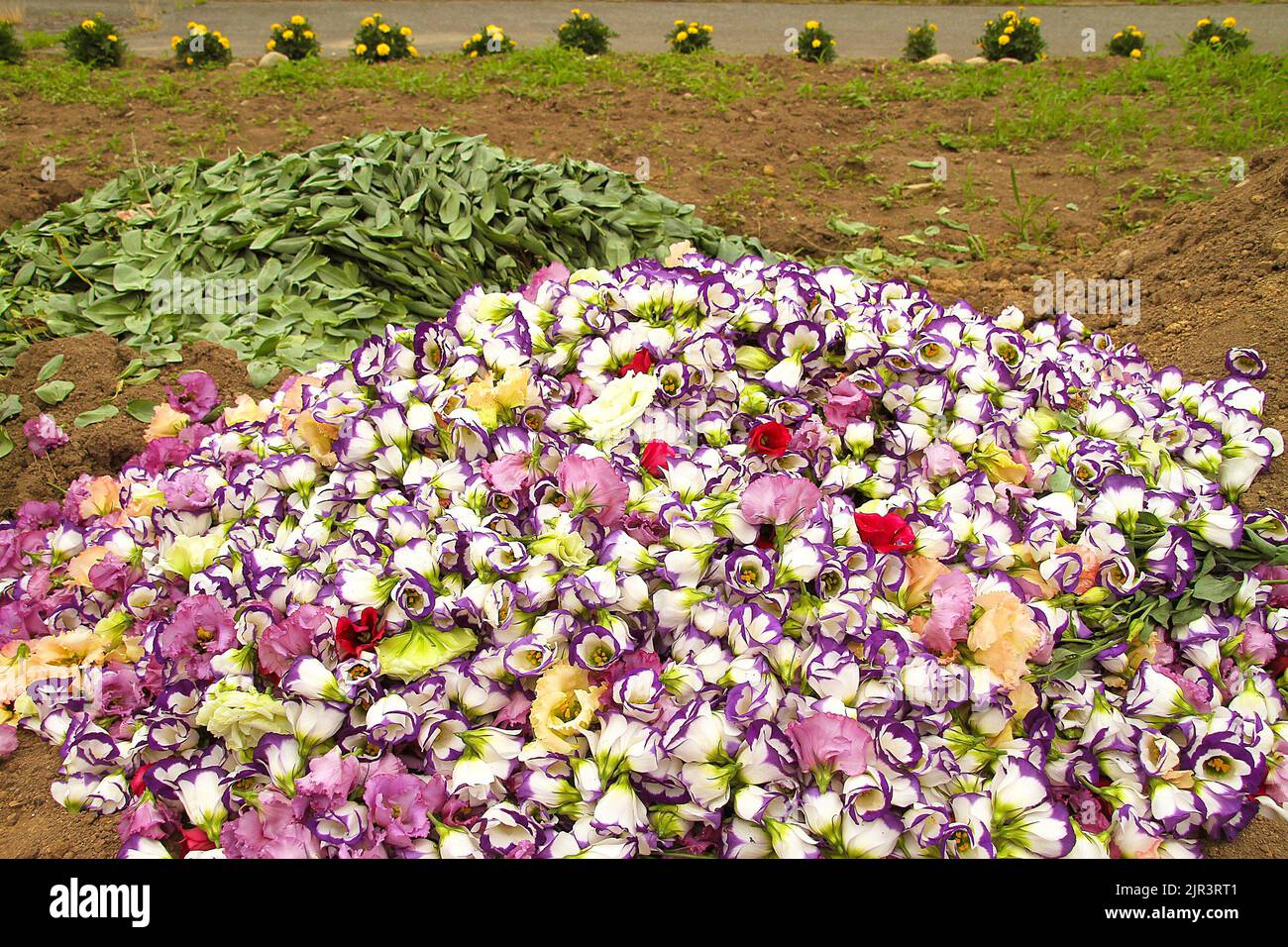Flowers waste garbage hi-res stock photography and images - Alamy