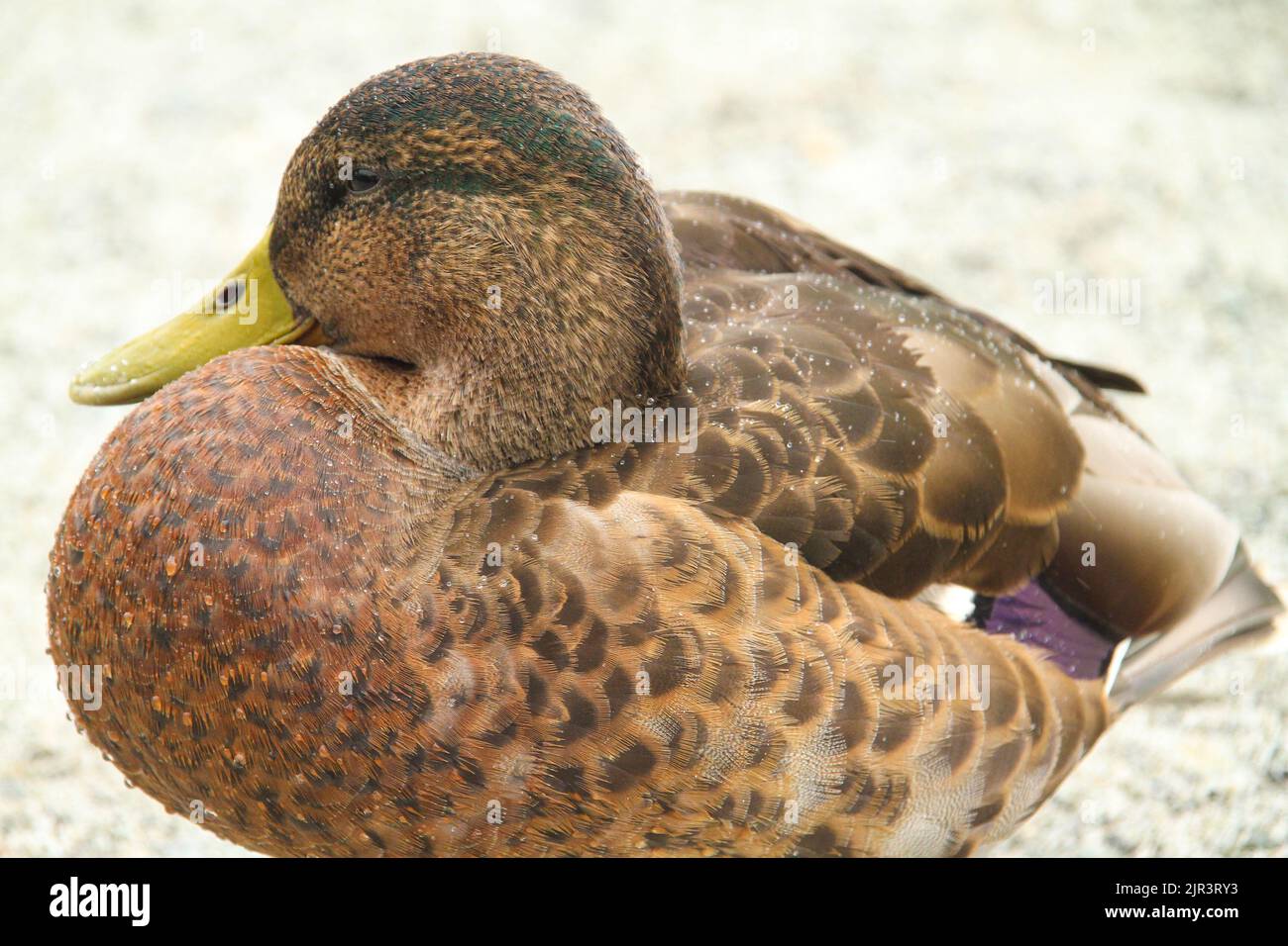 Female Mallard Duck,Japan Stock Photo - Alamy