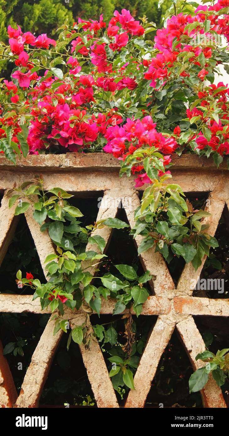 Bougainvillea Modern Lattice
