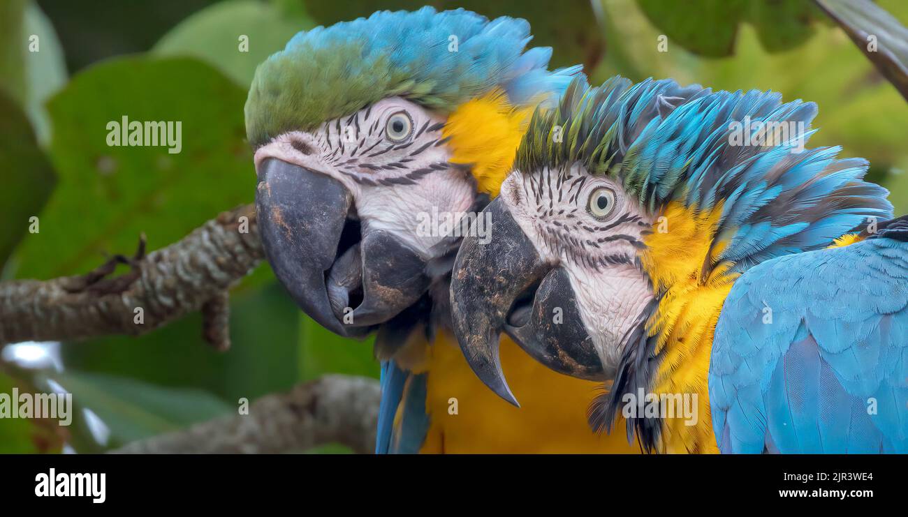Close-up of two Blue and Yellow Macaws perching in tree in the Pantanal ...