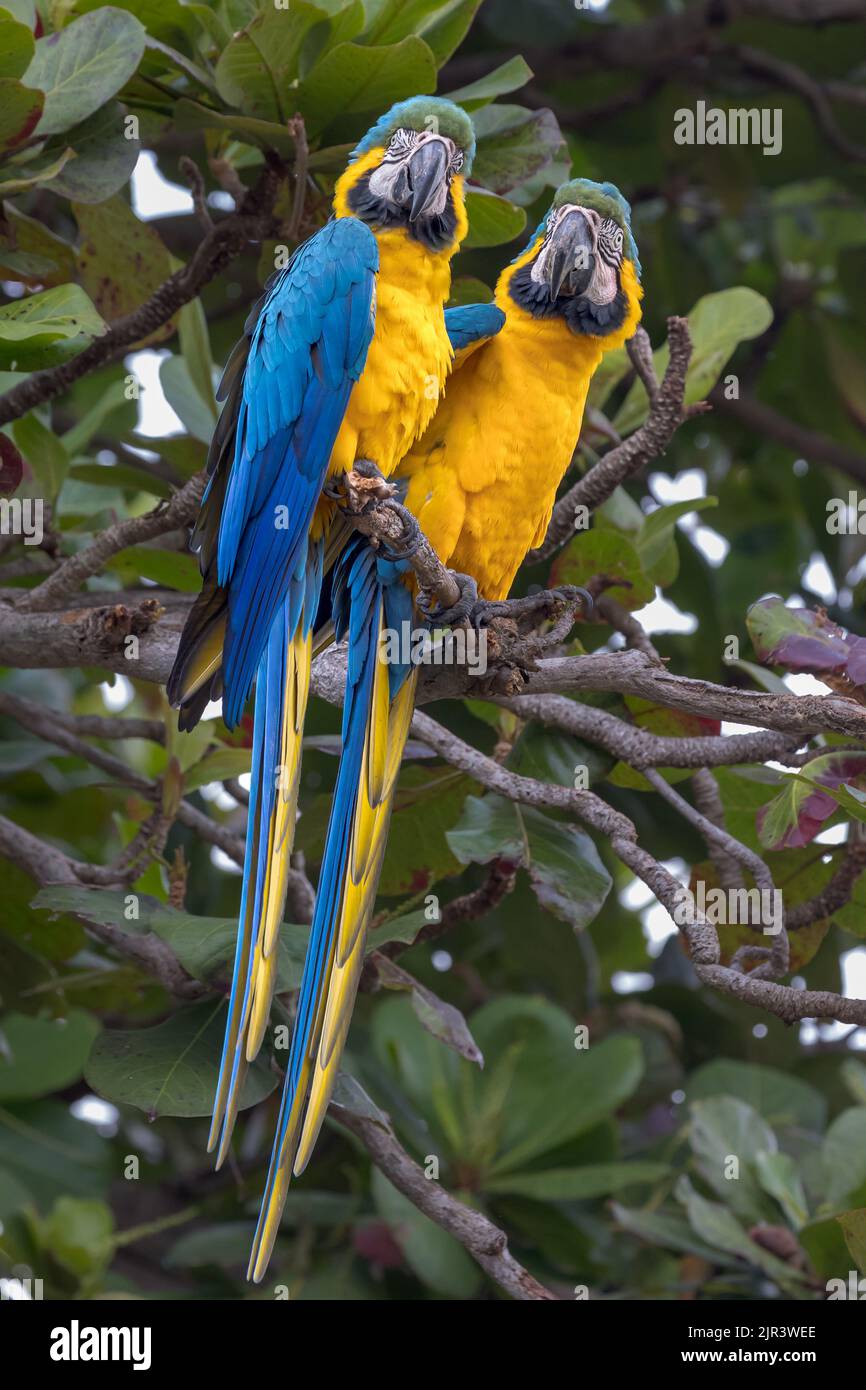Two Blue and Yellow Macaws perching in tree in the Pantanal of Brazil Stock Photo - Alamy