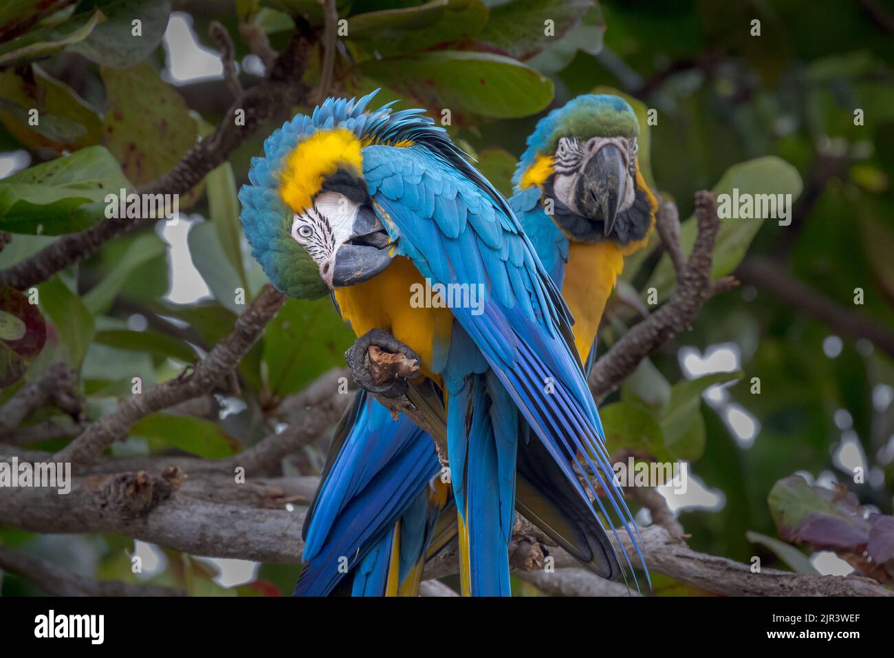 Two Blue and Yellow Macaws perching in tree in the Pantanal of Brazil ...