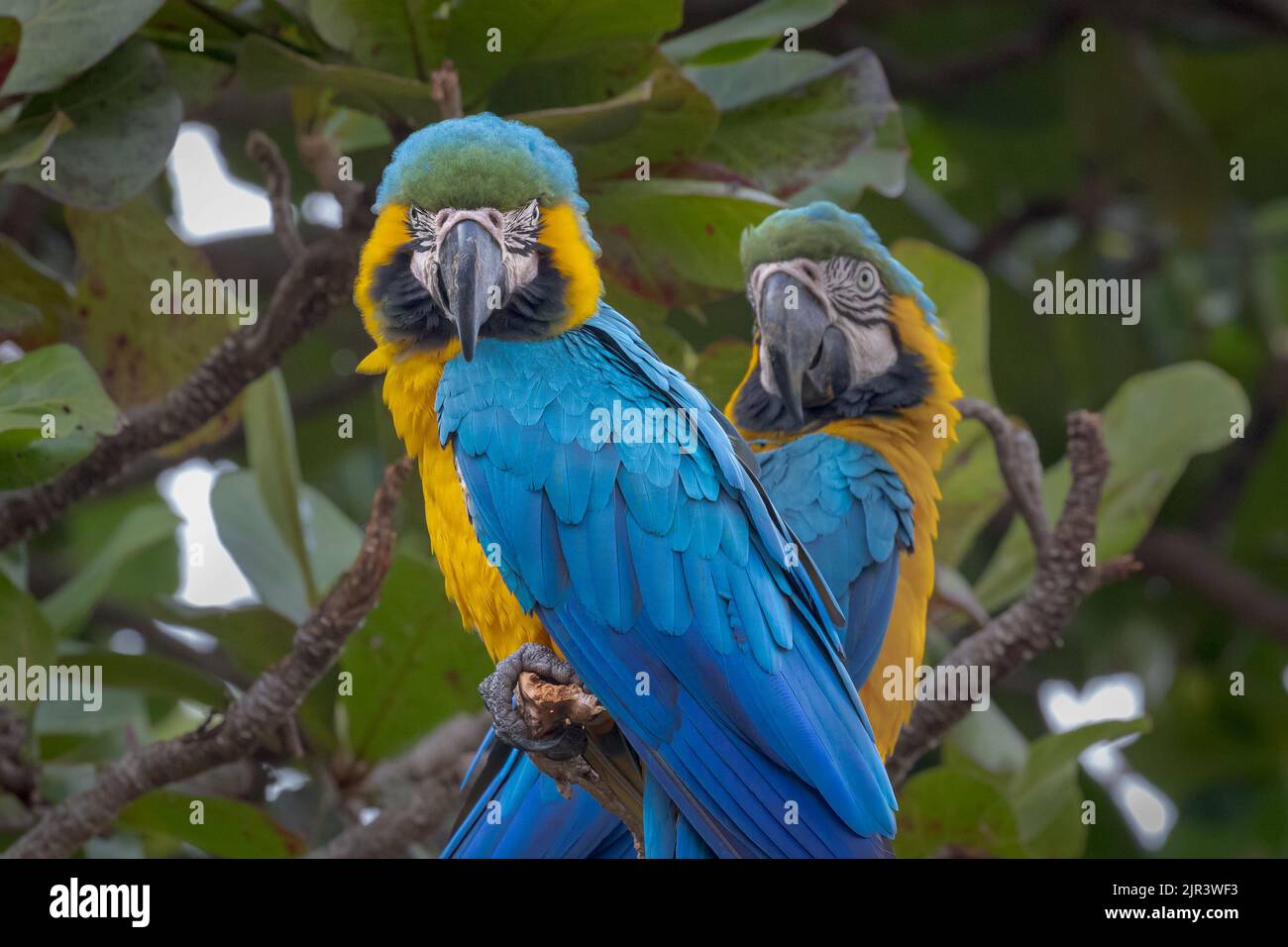 Two Blue and Yellow Macaws perching in tree in the Pantanal of Brazil ...