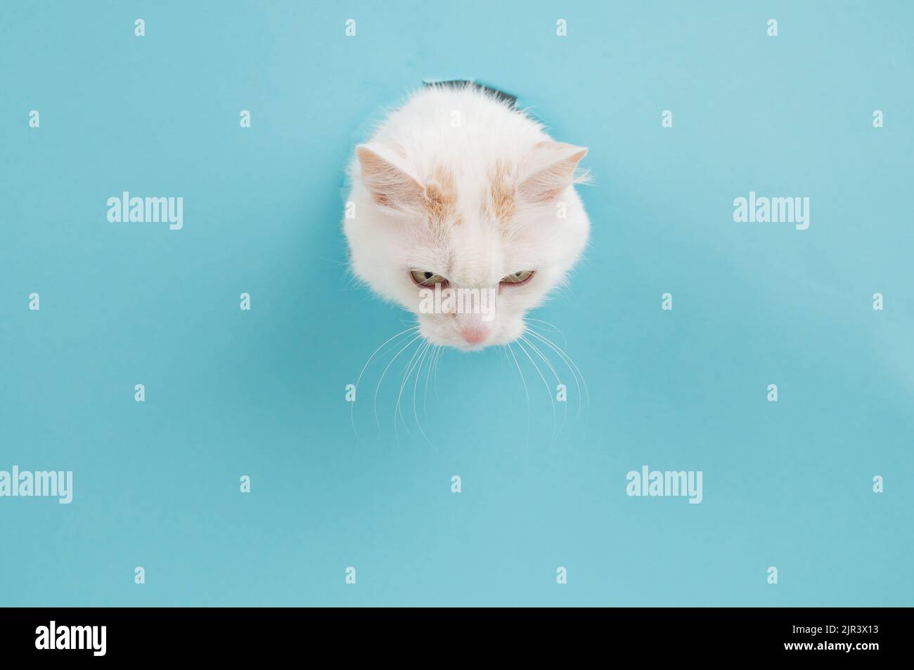 Bela fluffy cat stuck her head out of a hole in a paper blue background ...