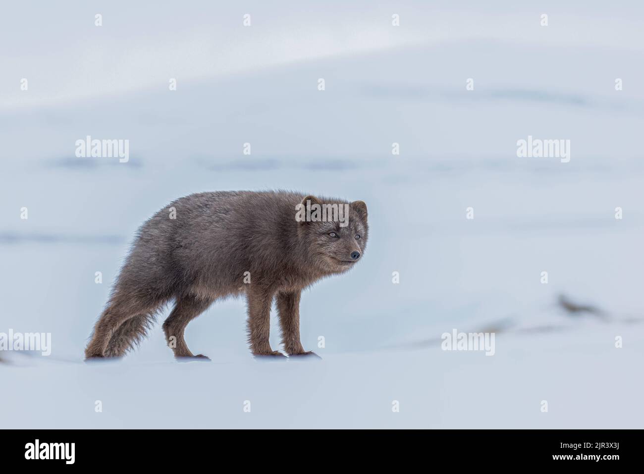 Furry Arctic Fox with fluffy tail wandering in snowy Hornstrandir ...