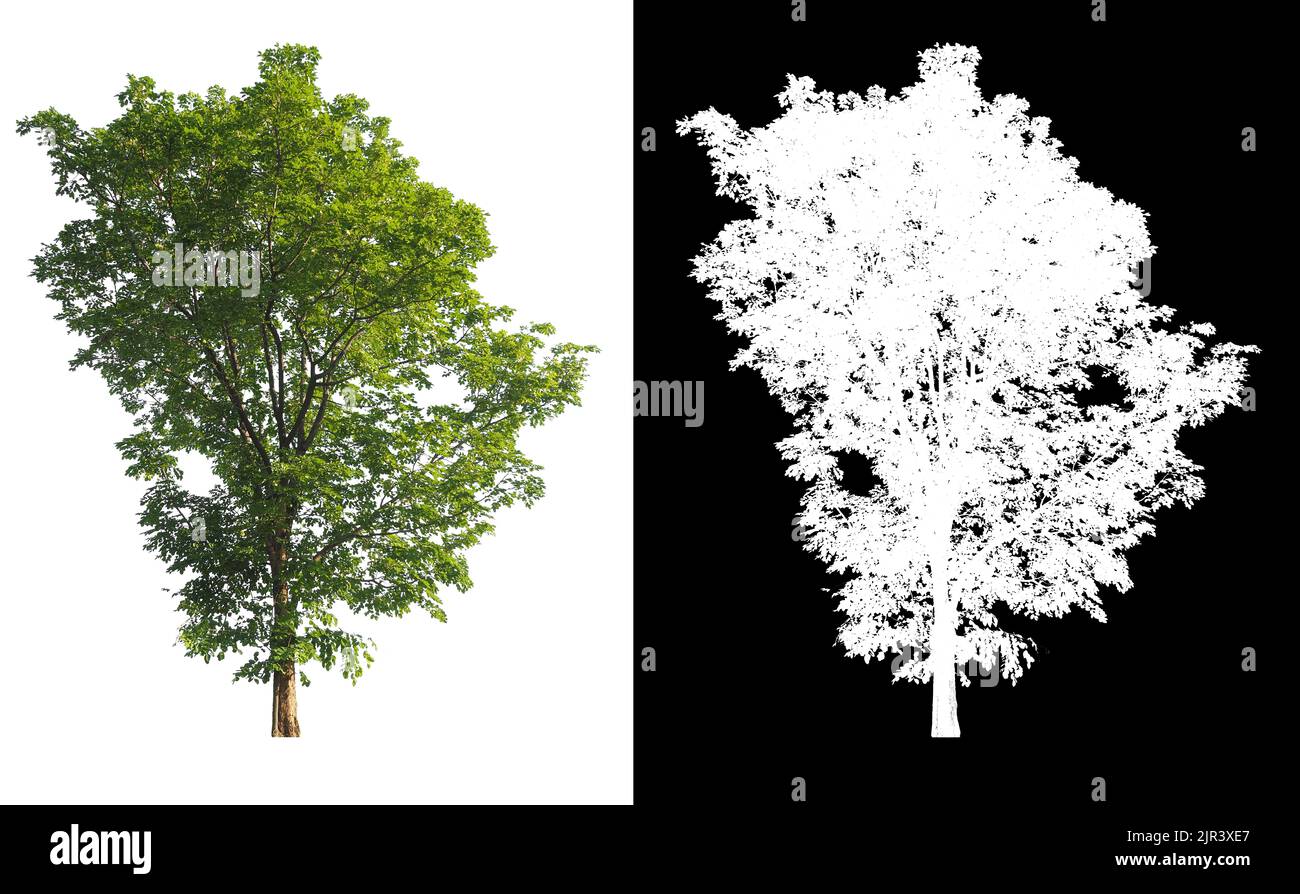 isolated single tree on white background with clipping path and alpha ...
