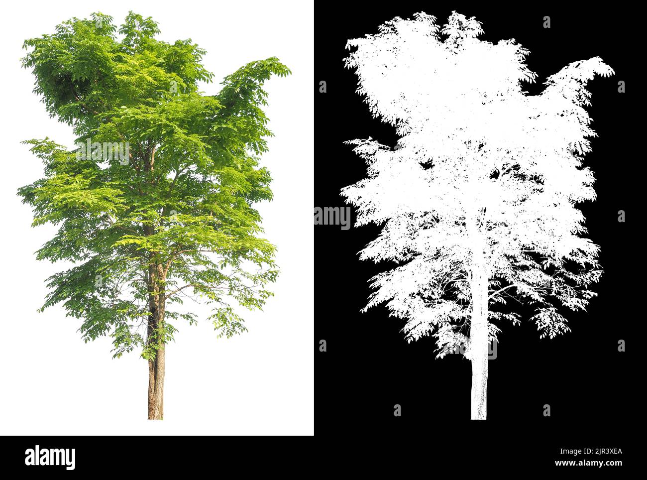 Tree alpha mask hi-res stock photography and images - Alamy