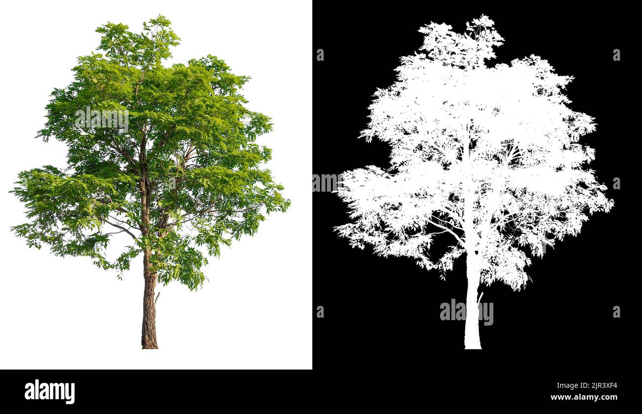 Tree alpha mask hi-res stock photography and images - Alamy