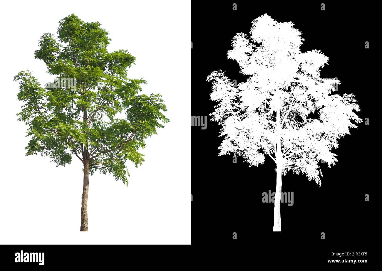 Tree alpha mask hi-res stock photography and images - Alamy