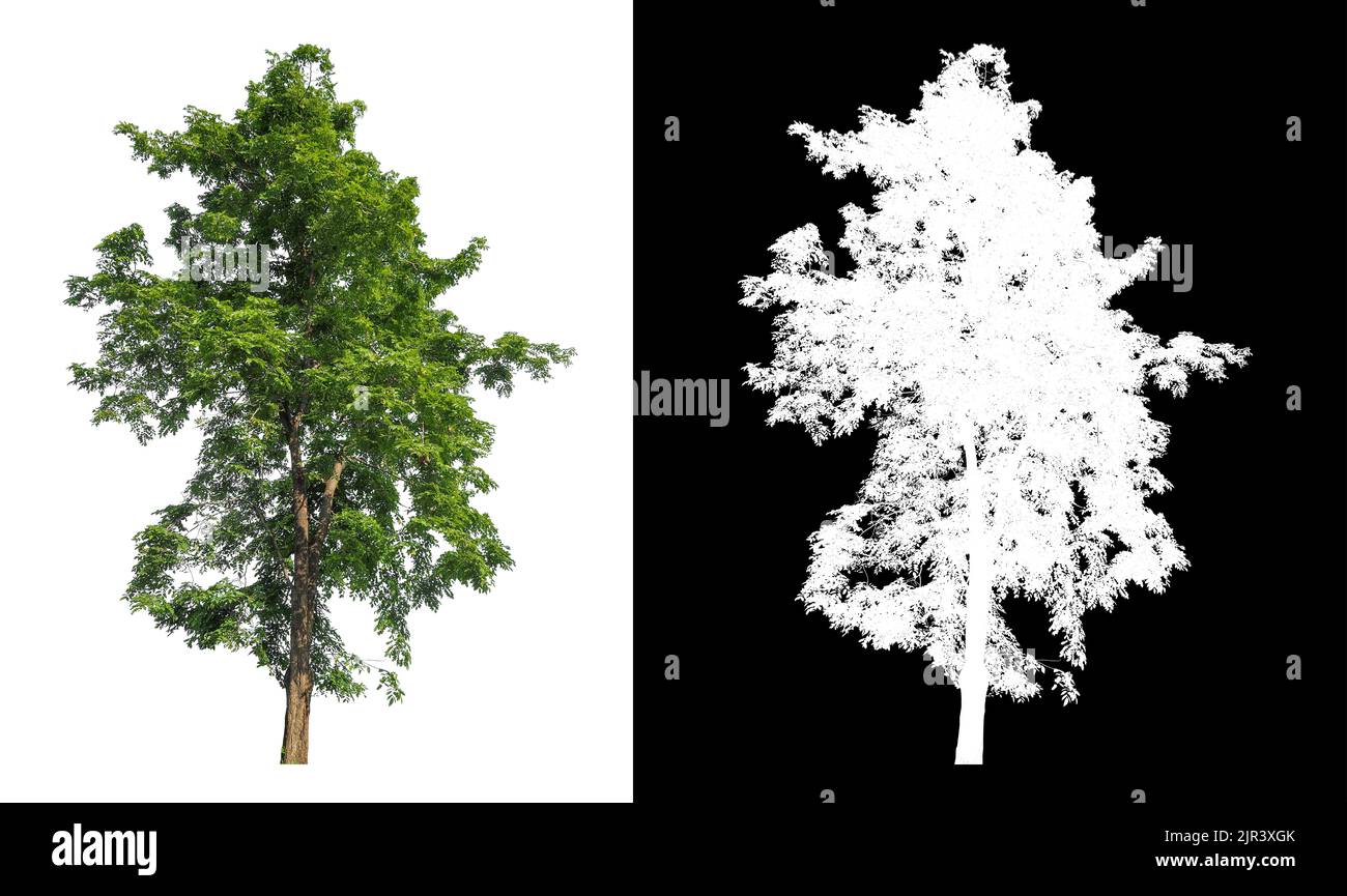 Tree alpha mask hi-res stock photography and images - Alamy