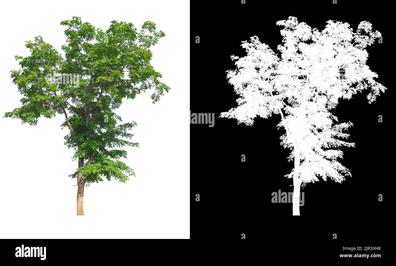 Tree alpha mask hi-res stock photography and images - Alamy