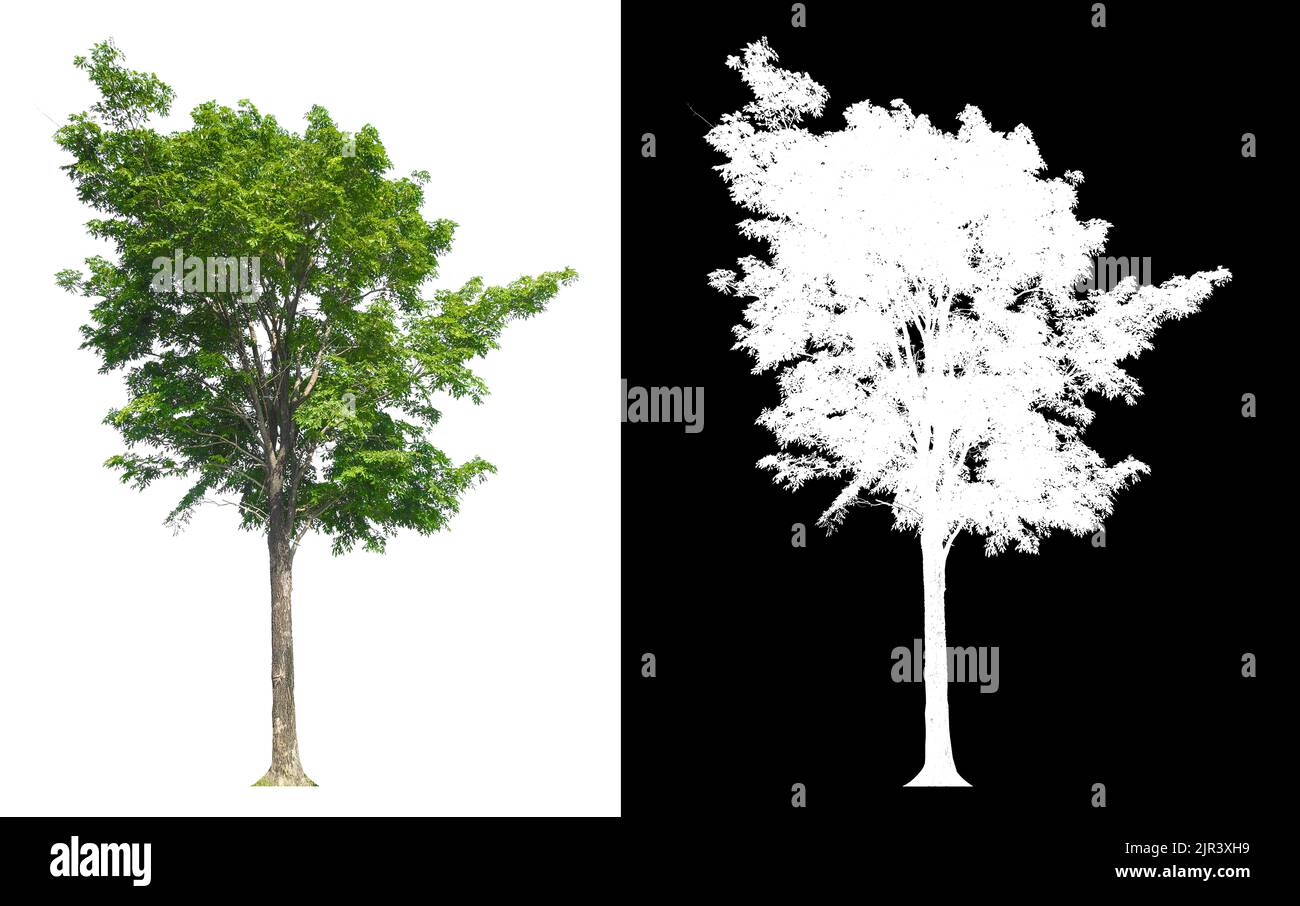 Tree alpha mask hi-res stock photography and images - Alamy