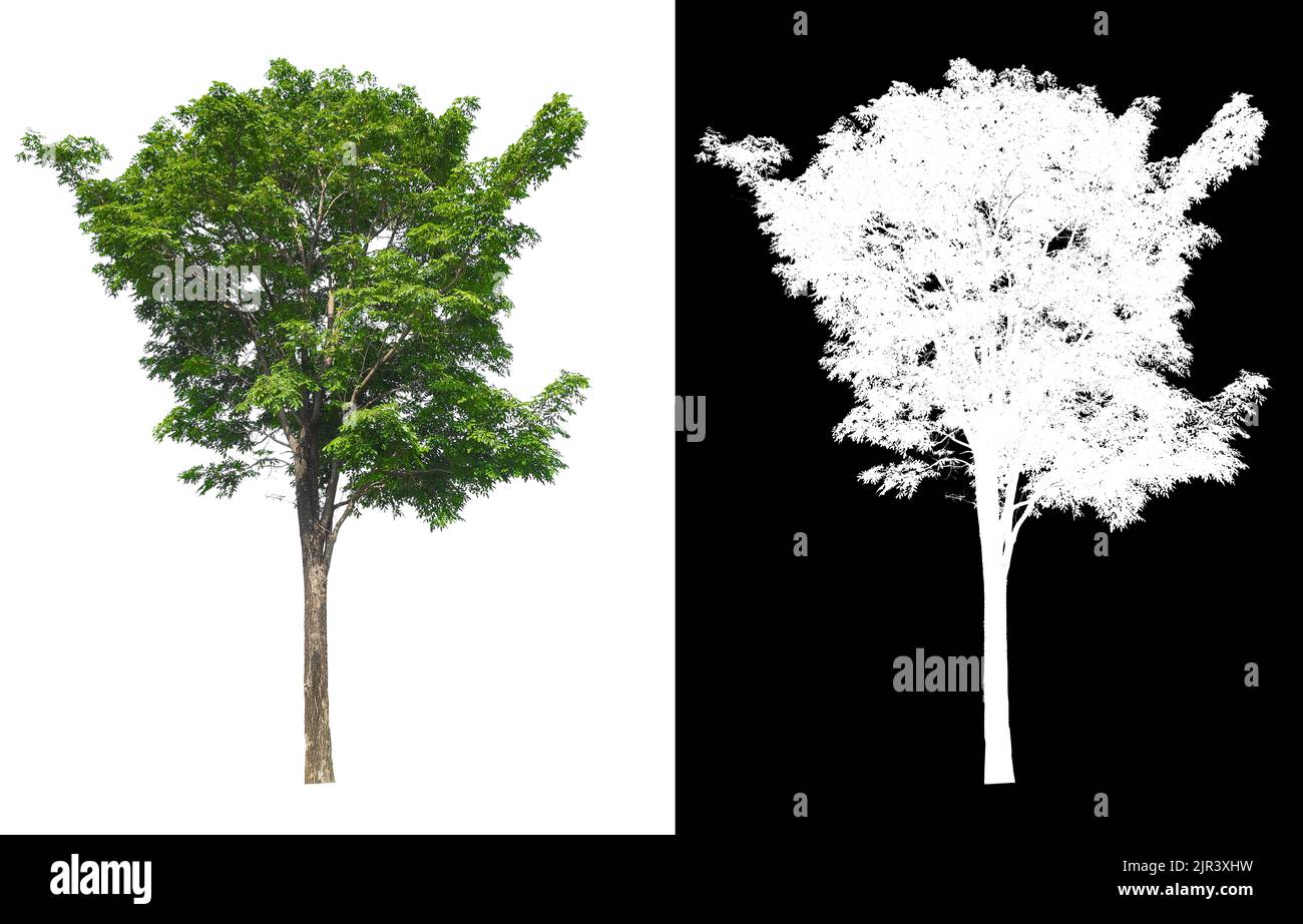isolated single tree on white background with clipping path and alpha ...