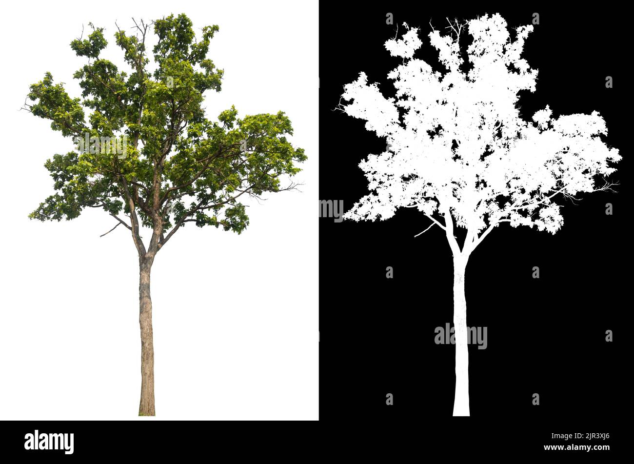 isolated single tree on white background with clipping path and alpha ...