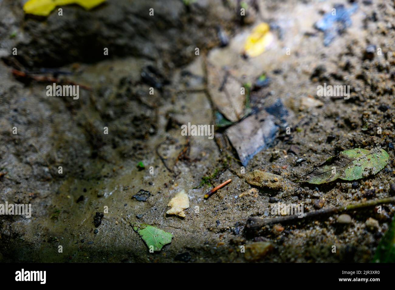 Native American Indian bird point arrowhead in creek bed Stock Photo ...